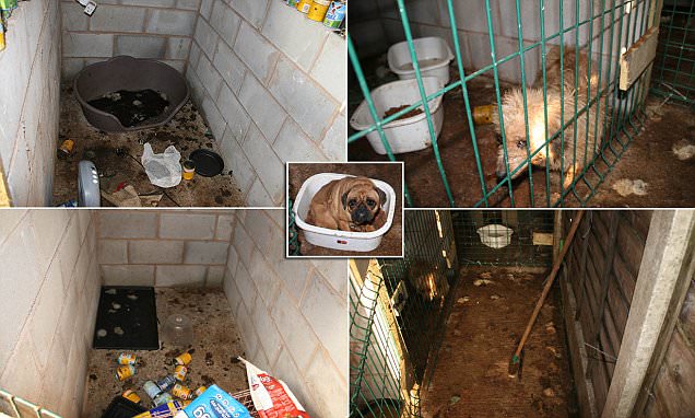 Bolton dog breeder jailed for preserving pups in 'inhumane stipulations ...