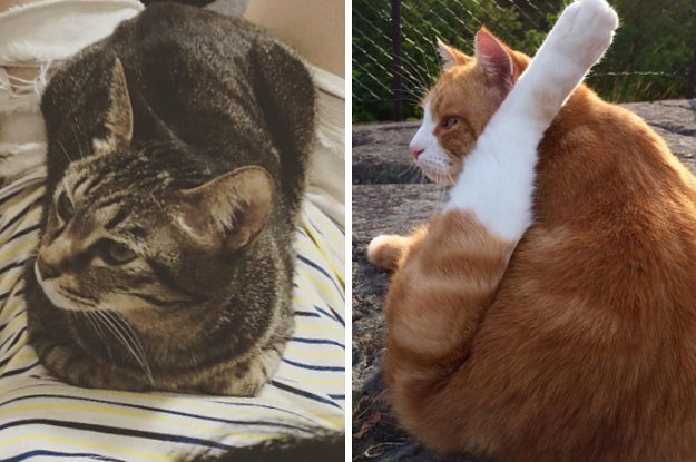 forty two Issues Perfect Of us Who Dangle Cats Dangle Ever Noticed ...