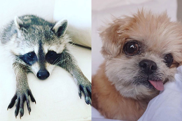 sixteen Instagram Animals So Cute That You'll Be Aggravated When Your ...